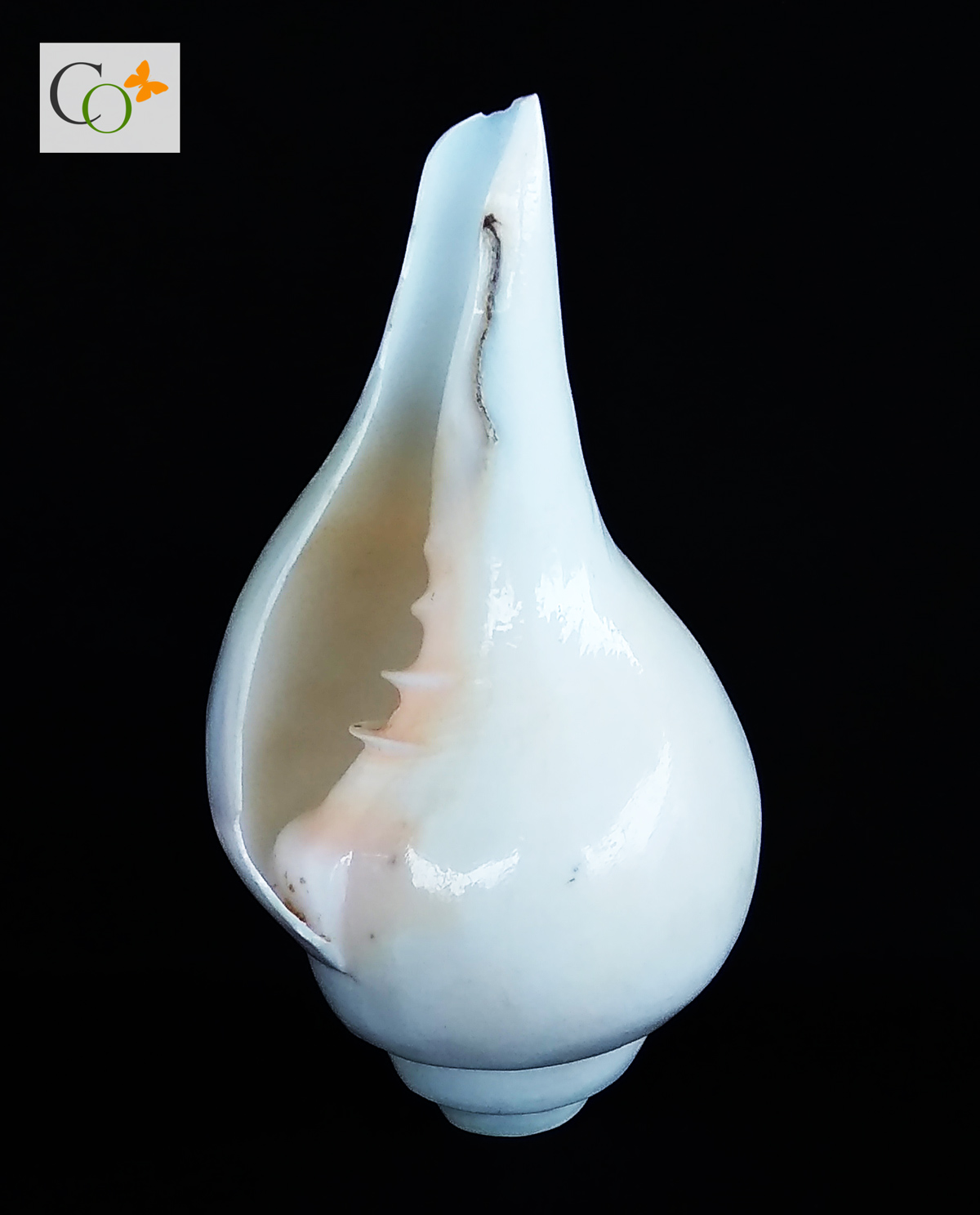 Natural Shankh for pooja, luck & prosperity - CRAFTS ODISHA