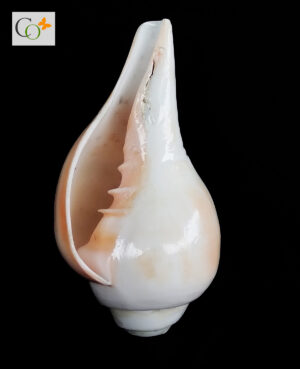 Natural Shankh for pooja, luck & prosperity - CRAFTS ODISHA