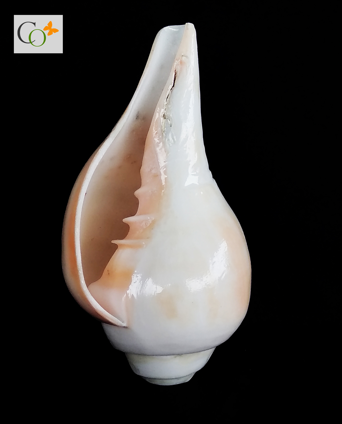 Natural Blowing Shankh for Puja 5 in