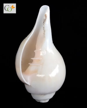 Natural Shankh for pooja, luck & prosperity - CRAFTS ODISHA