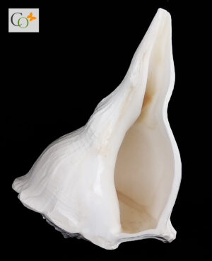 Natural Shankh for pooja, luck & prosperity - CRAFTS ODISHA