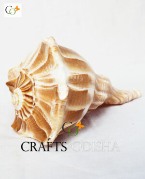Natural Shankh for pooja, luck & prosperity - CRAFTS ODISHA