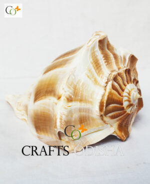 Natural Shankh for pooja, luck & prosperity - CRAFTS ODISHA