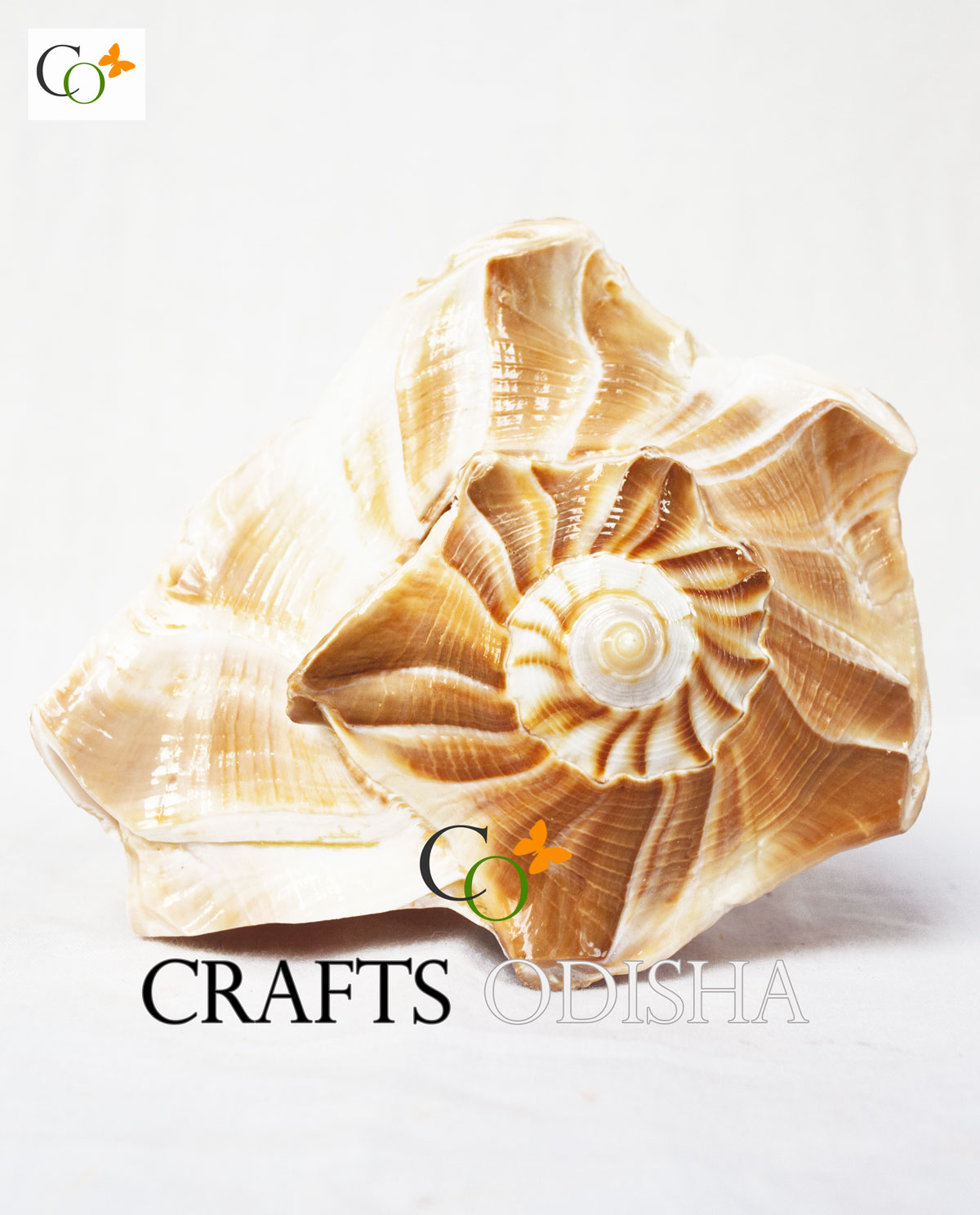 Dakshinavarti / Valampuri Natural Shankh Counch Shell 6 inch | Crafts ...