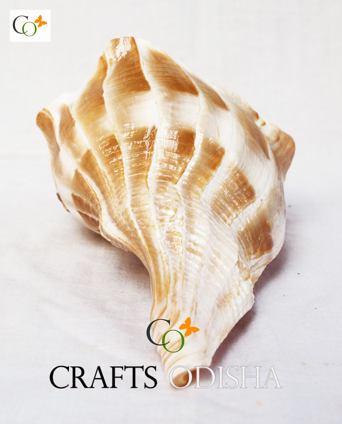 Dakshinavarti / Valampuri Natural Shankh Counch Shell 6 inch | Crafts ...