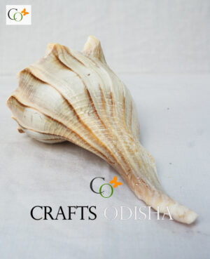 Natural Shankh for pooja, luck & prosperity - CRAFTS ODISHA