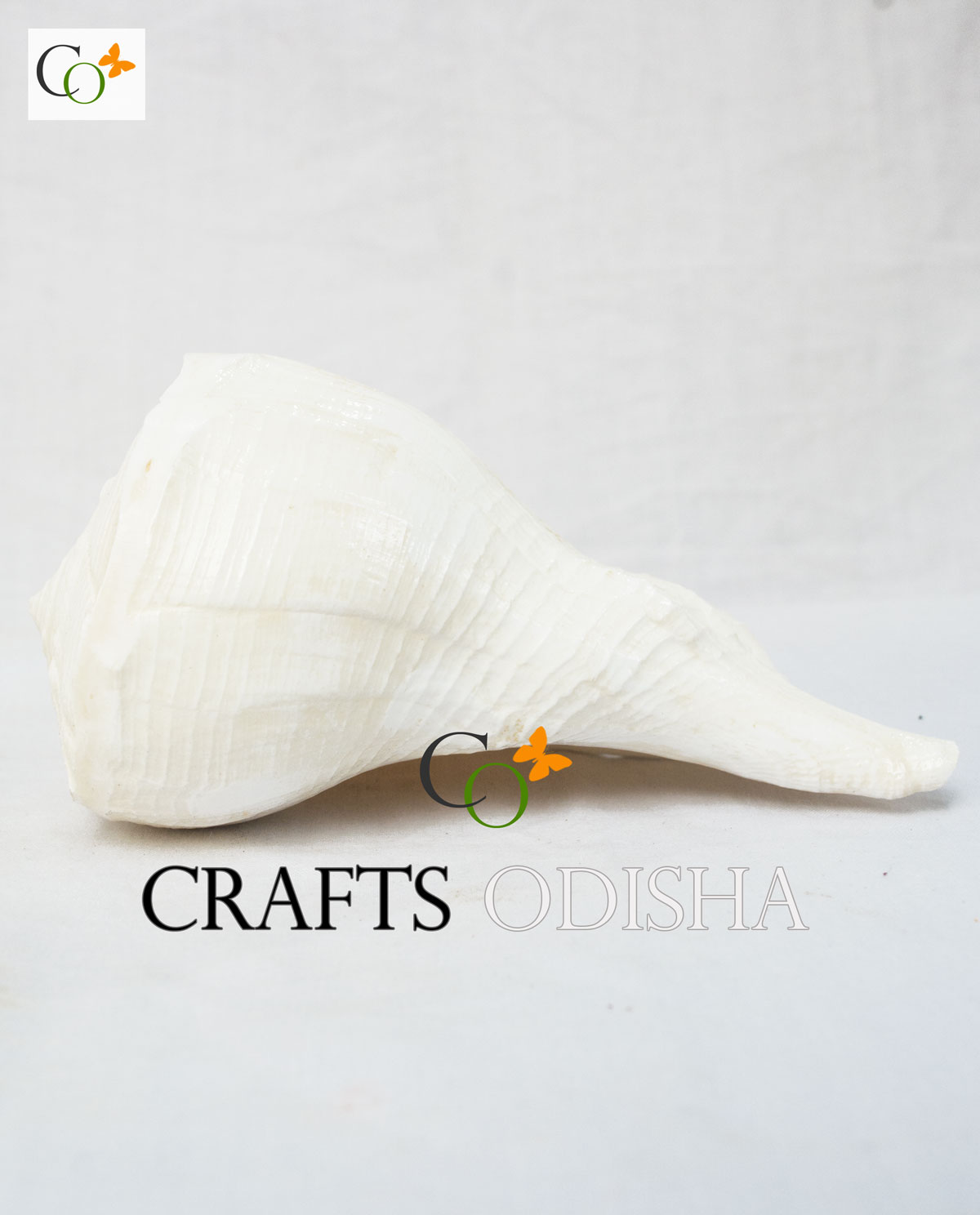 Natural Shankh for pooja, luck & prosperity - CRAFTS ODISHA