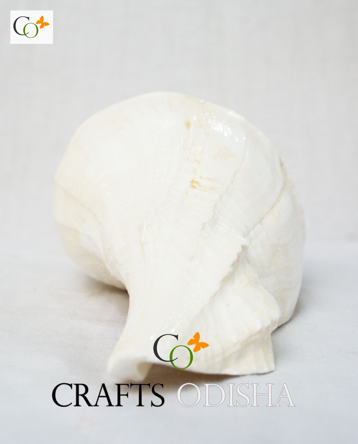 Natural Shankh for pooja, luck & prosperity - CRAFTS ODISHA