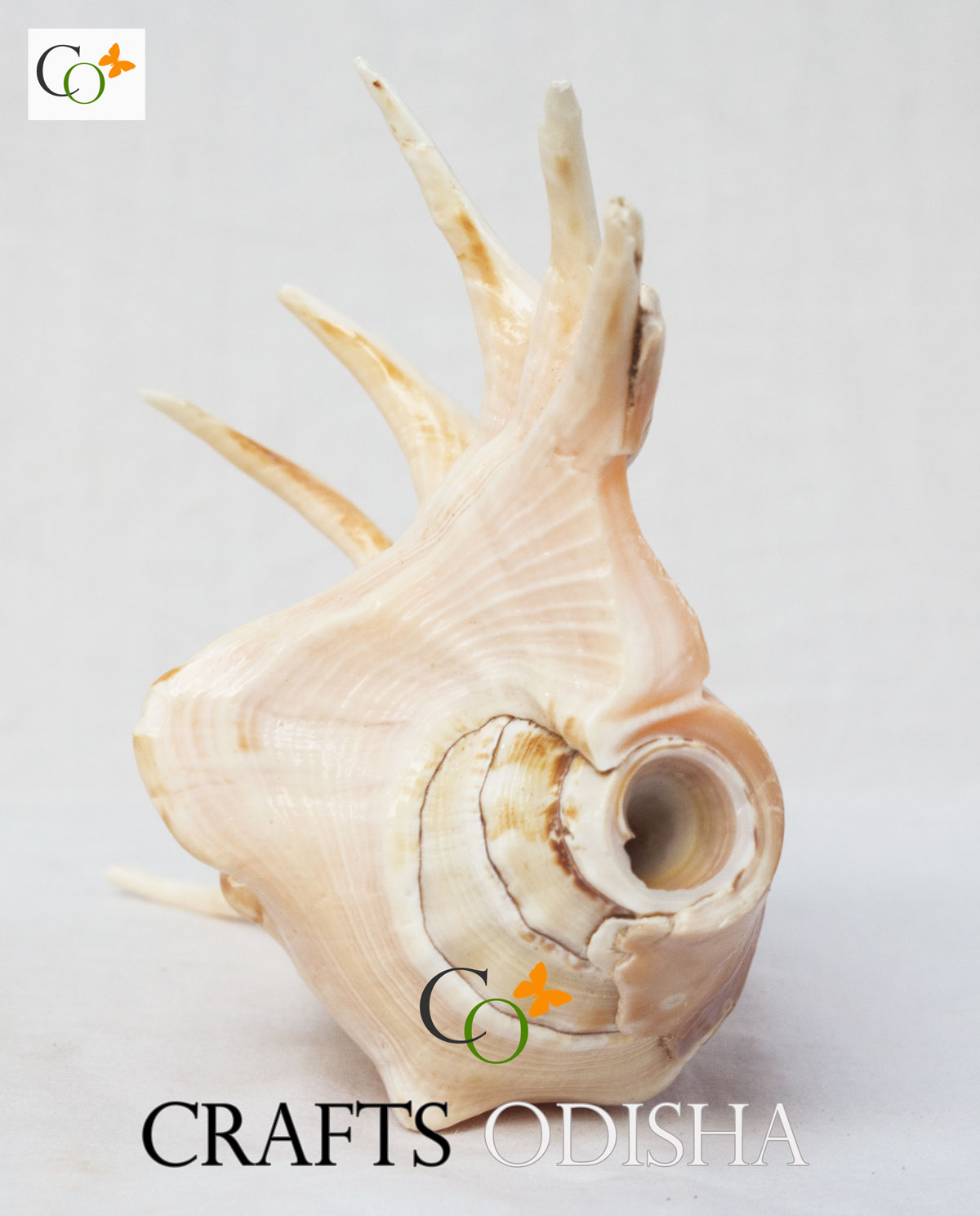 Natural Shankh for pooja, luck & prosperity - CRAFTS ODISHA