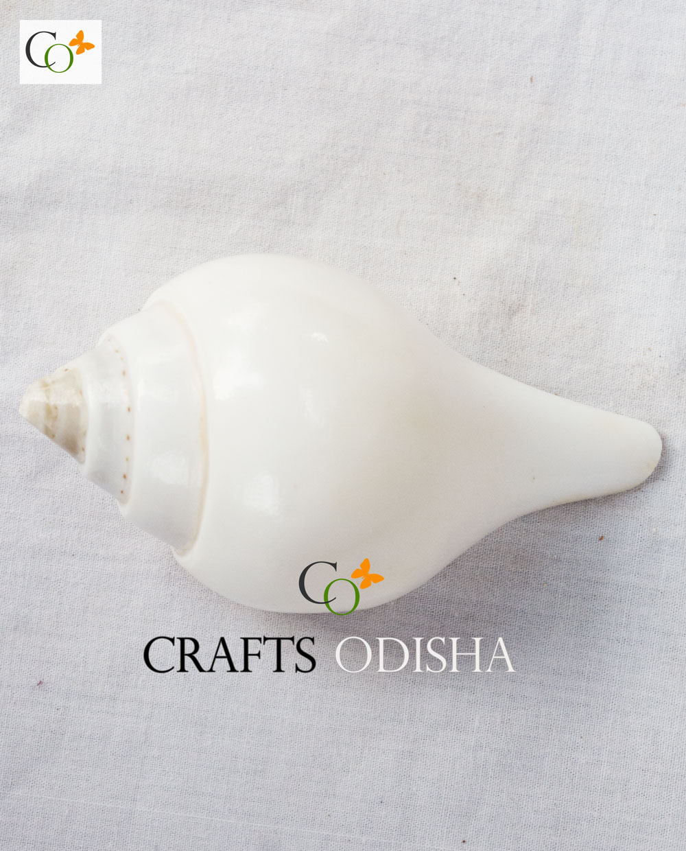 Natural Shankh for pooja, luck & prosperity - CRAFTS ODISHA