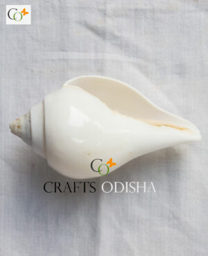 Natural Shankh for pooja, luck & prosperity - CRAFTS ODISHA